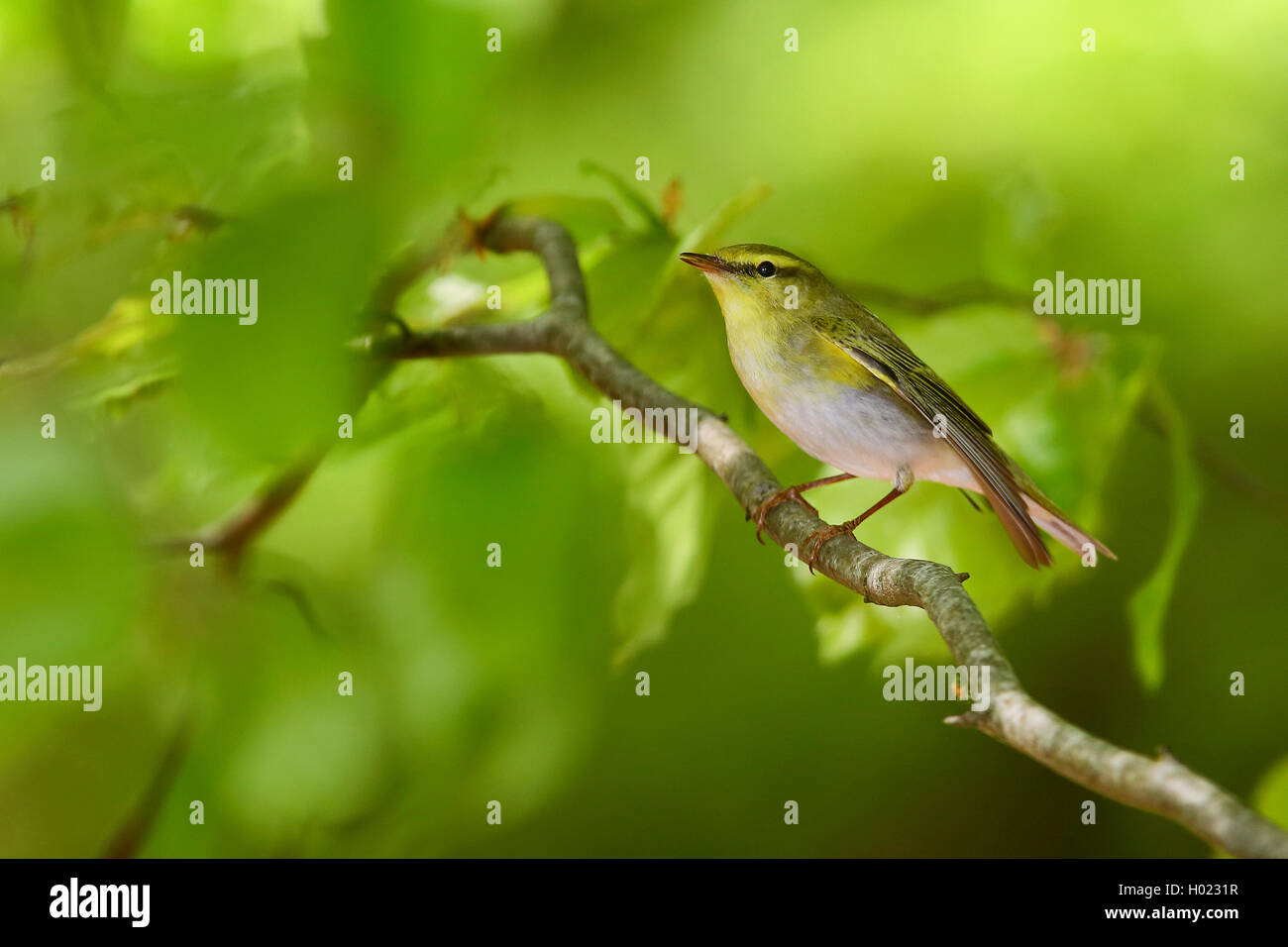 wood warbler (Phylloscopus sibilatrix), sitting on a branch , Germany ...