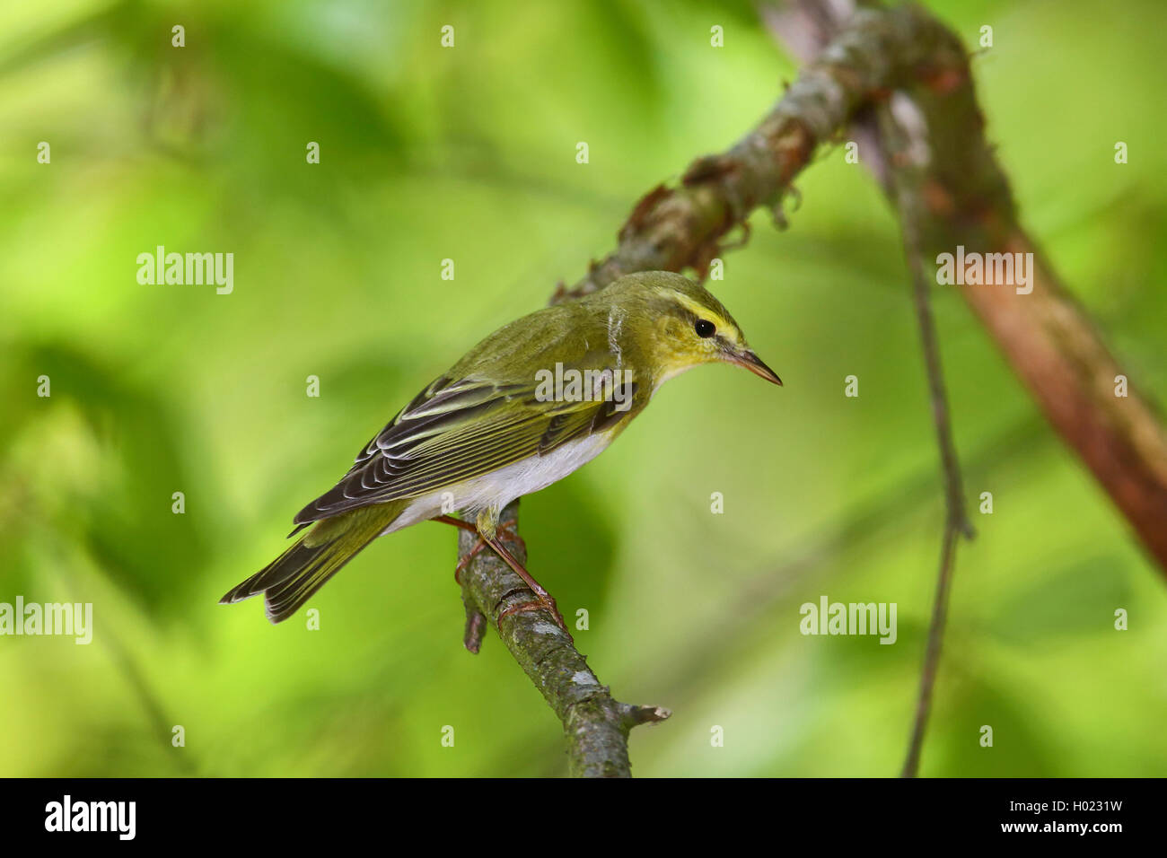 wood warbler (Phylloscopus sibilatrix), sitting on a branch , Germany ...