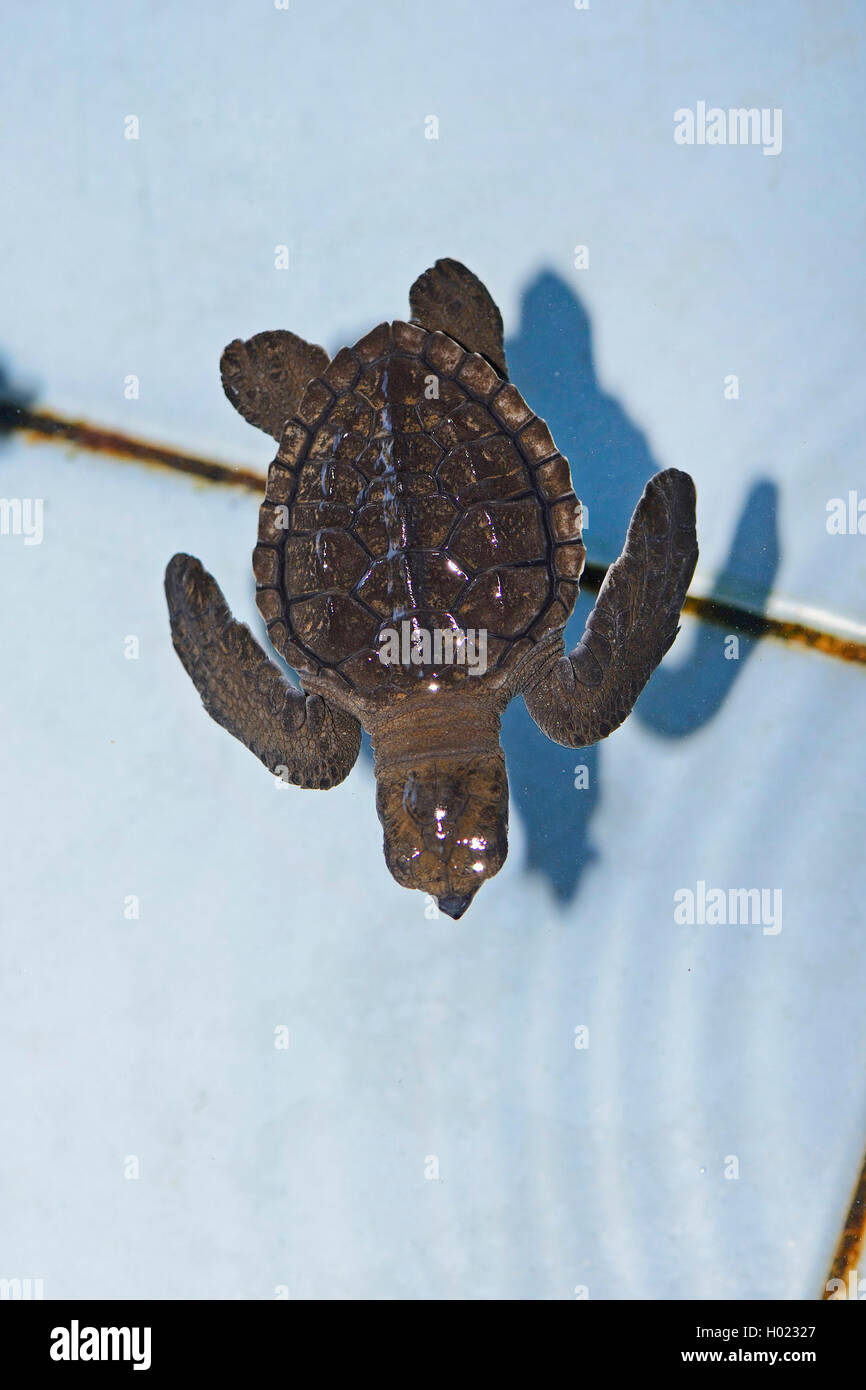 Olive ridley, Pacific ridley turtle, Olive ridley sea turtle, Pacific ...