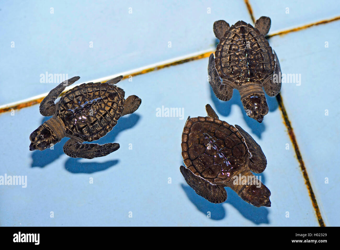 Olive ridley, Pacific ridley turtle, Olive ridley sea turtle, Pacific ...