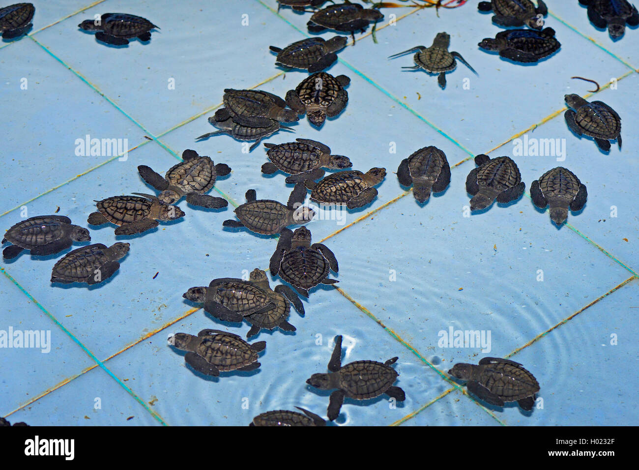 Olive ridleys hi-res stock photography and images - Alamy