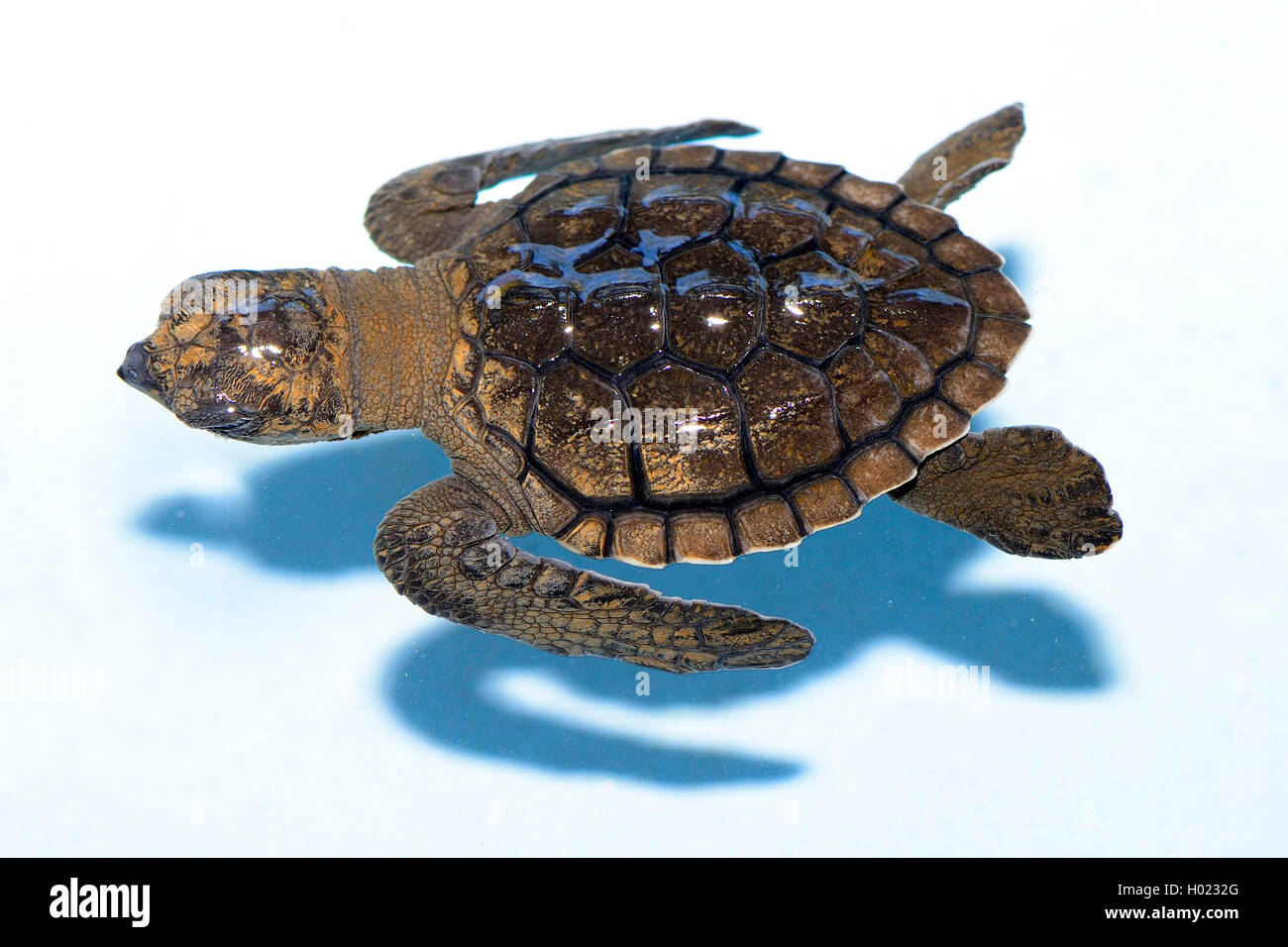 Olive ridley, Pacific ridley turtle, Olive ridley sea turtle, Pacific ...