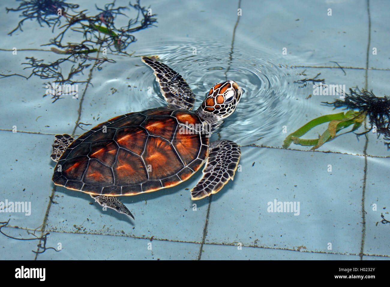 Olive ridley, Pacific ridley turtle, Olive ridley sea turtle, Pacific ...