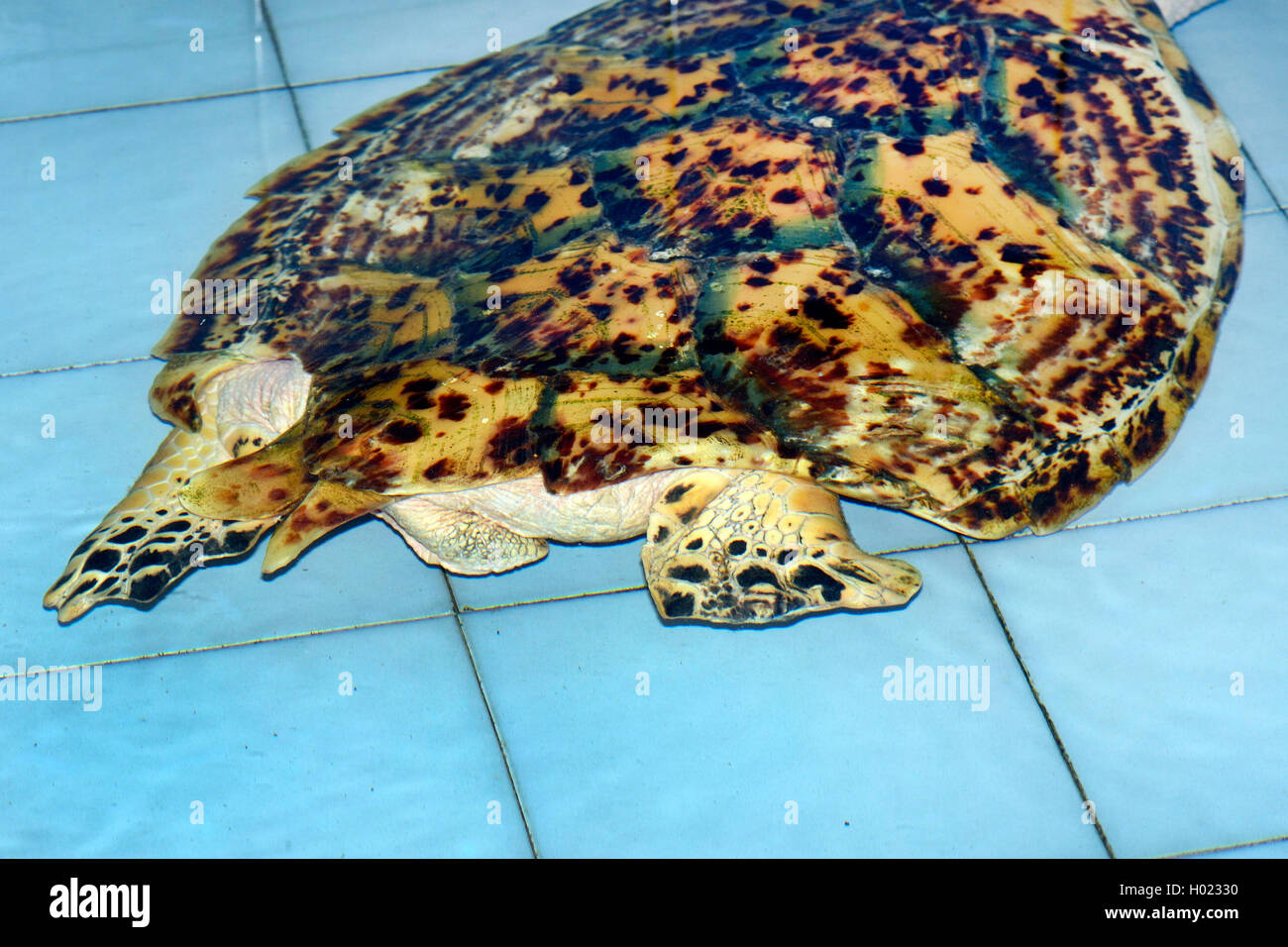 hawksbill turtle, hawksbill sea turtle (Eretmochelys imbricata ...