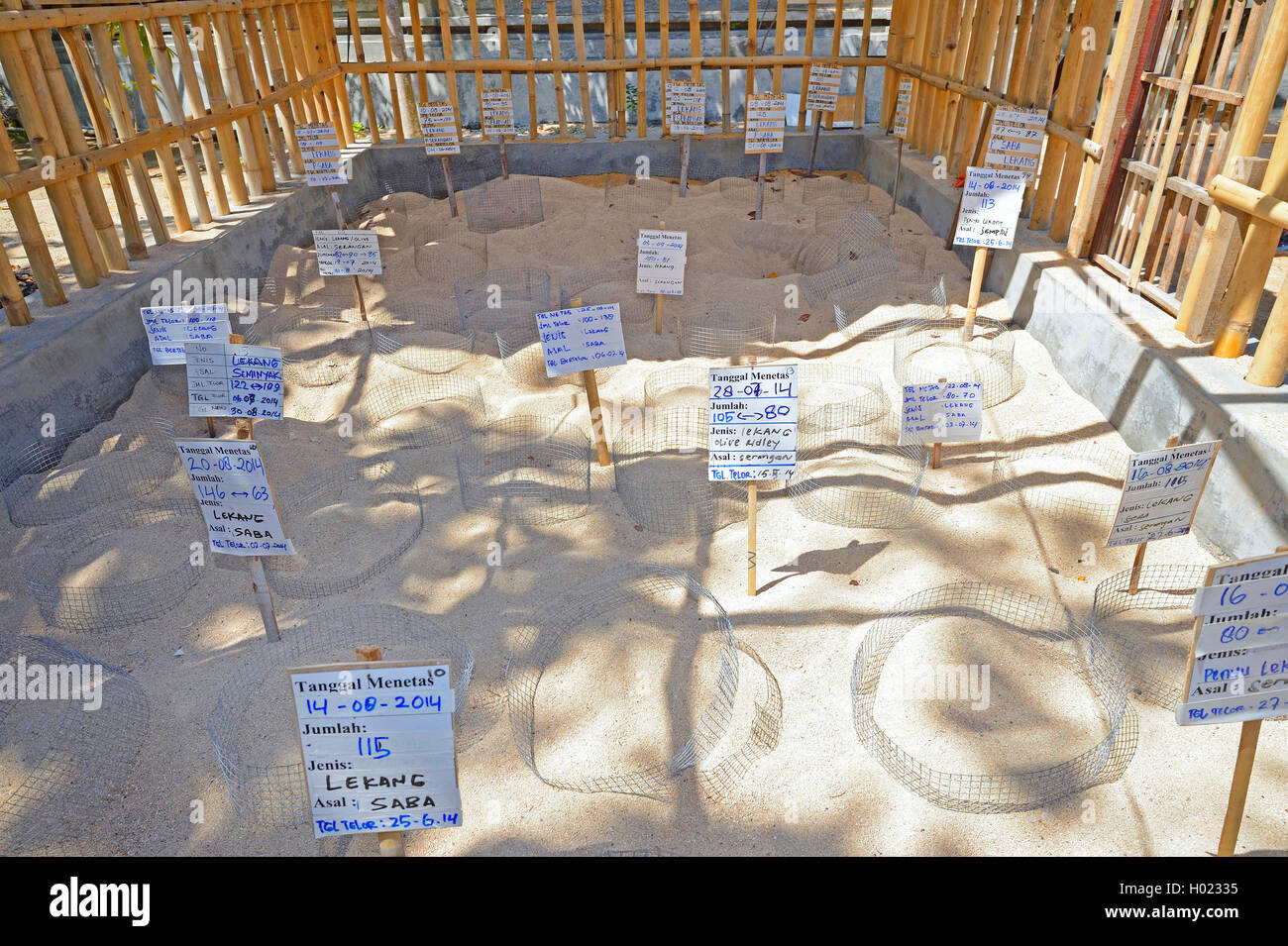 sea turtles (Cheloniidae), breeding ground for collected eggs of a ...