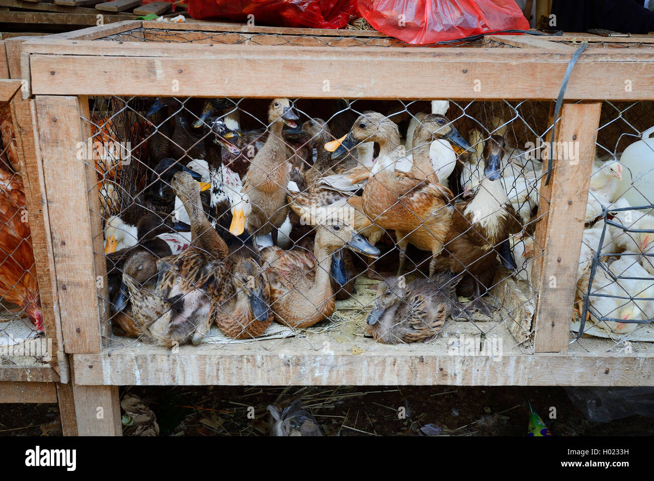 Captive duck in a cage hi-res stock photography and images - Alamy