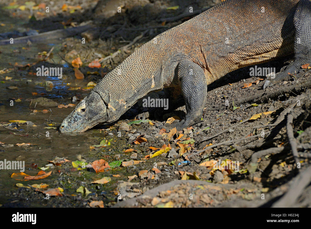 Komodo-Waran, Komodo Waran, Komodowaran (Varanus komodoensis), trinkt ...