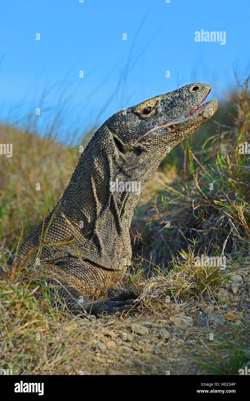 Varanus arten hi-res stock photography and images - Alamy