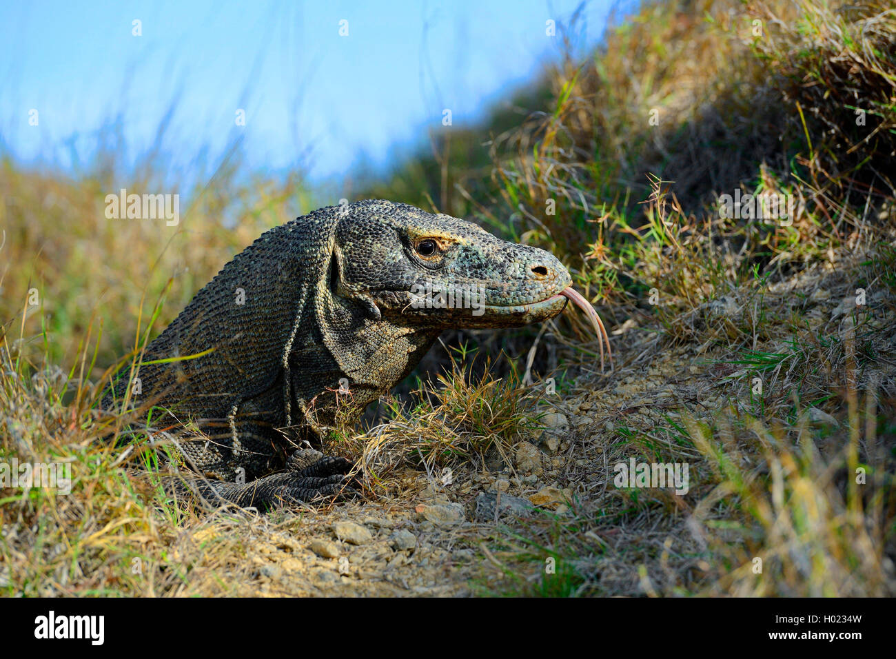 Komodo-Waran, Komodo Waran, Komodowaran (Varanus komodoensis ...
