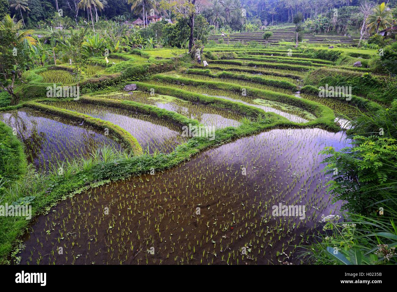 rice fields in South of Bali, Indonesia, Bali Stock Photo - Alamy