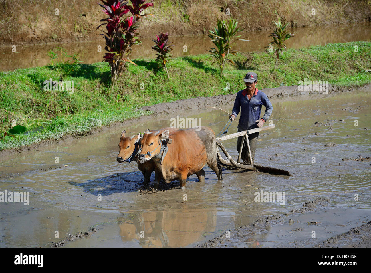 Asian water buffalo, wild water buffalo, carabao (Bubalus bubalis ...