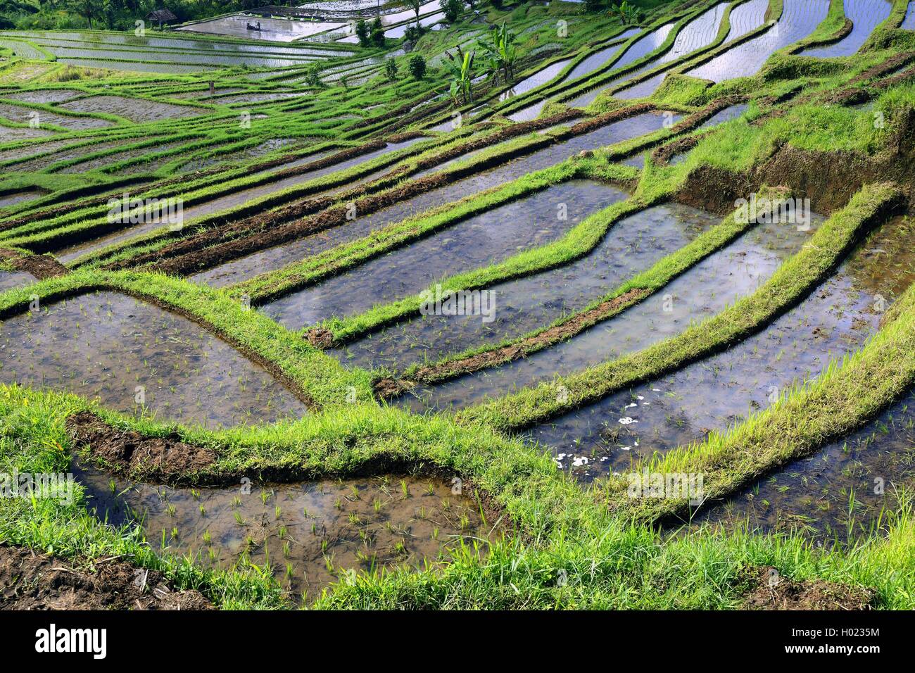 Rice fields indonesia flooding field hi-res stock photography and ...