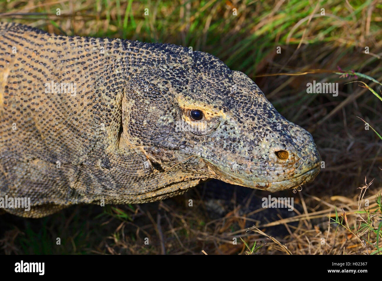 Komodo-Waran, Komodo Waran, Komodowaran (Varanus komodoensis), Portraet ...