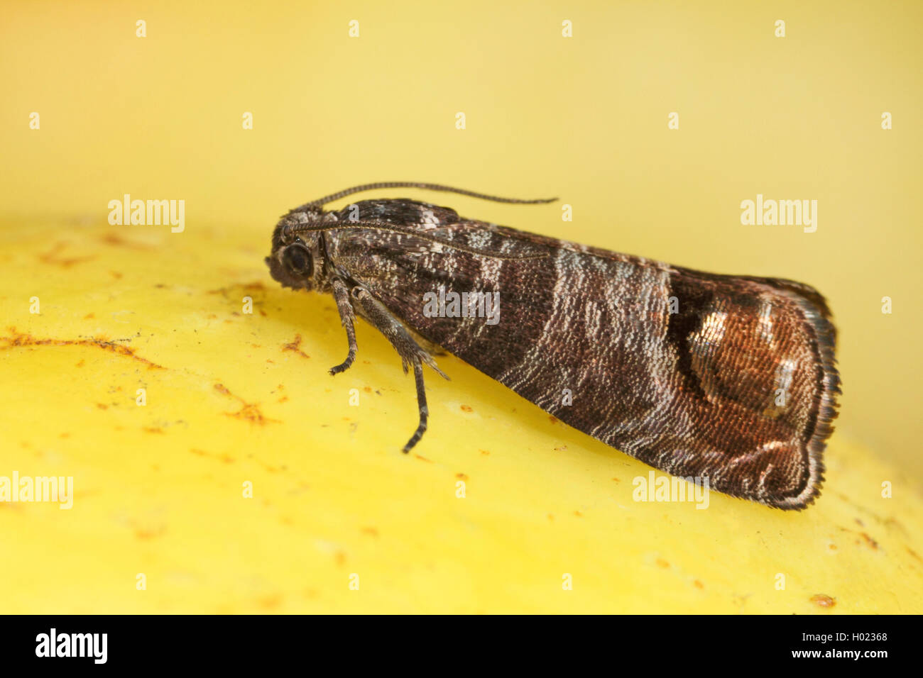 Apple moth codling moth codlin hi-res stock photography and images - Alamy