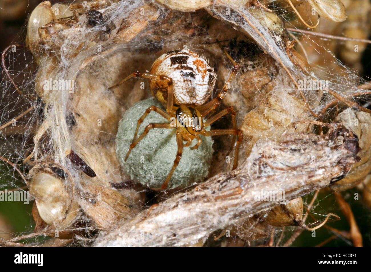 Kugel spinne hi-res stock photography and images - Alamy