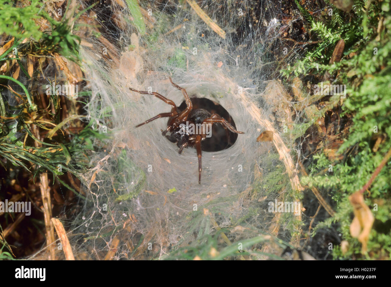 Erd-Finsterspinne, Erdfinsterspinne, Waldboden-Finsterspinne ...