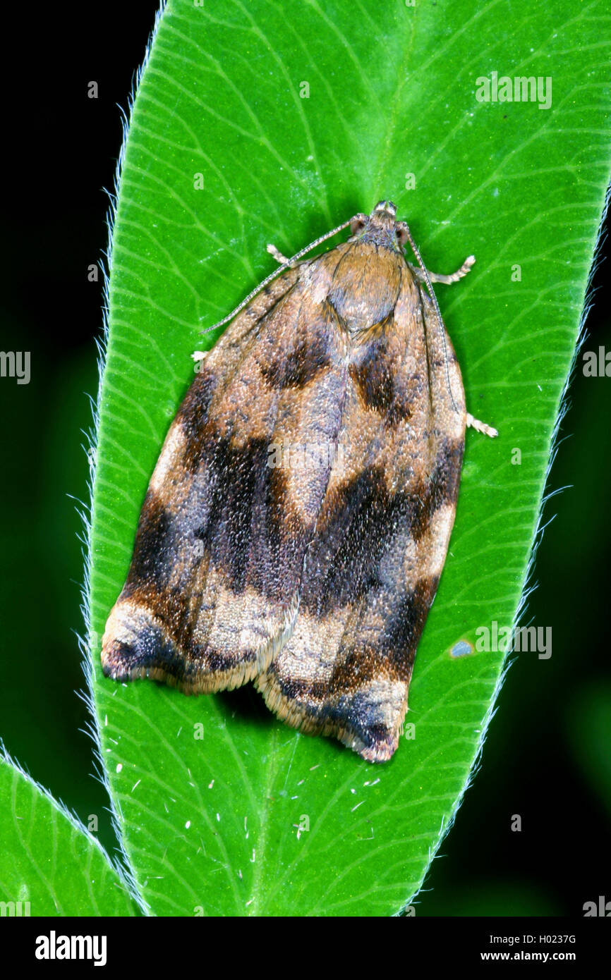 Tortrixes hi-res stock photography and images - Alamy