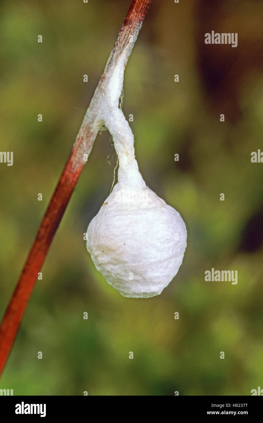 Liocranid sac spiders (Agroeca brunnea), egg sac, Germany Stock Photo ...