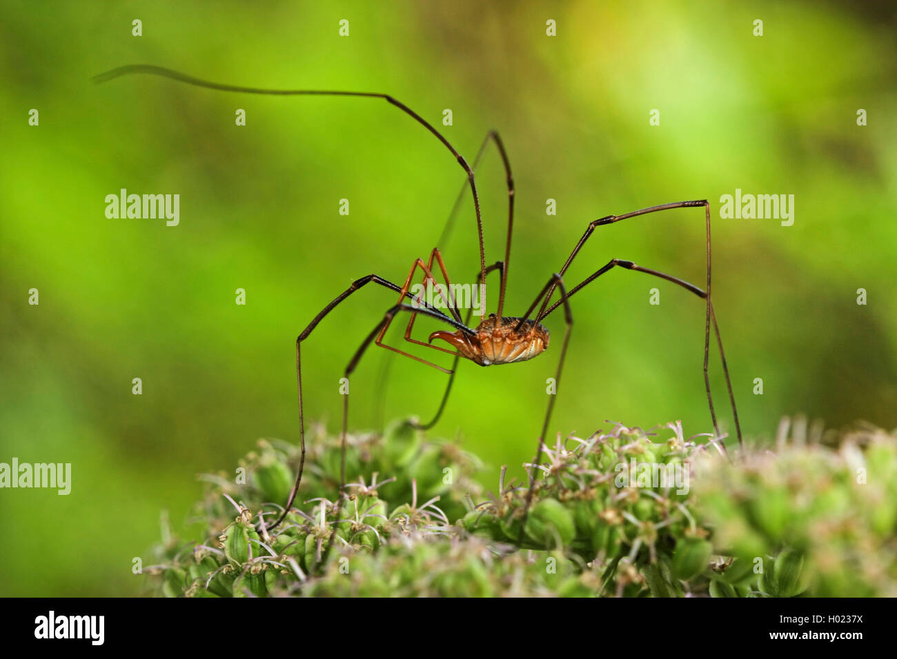 Common harvestman, Daddy longleg (Phalangium opilio), on a plant ...