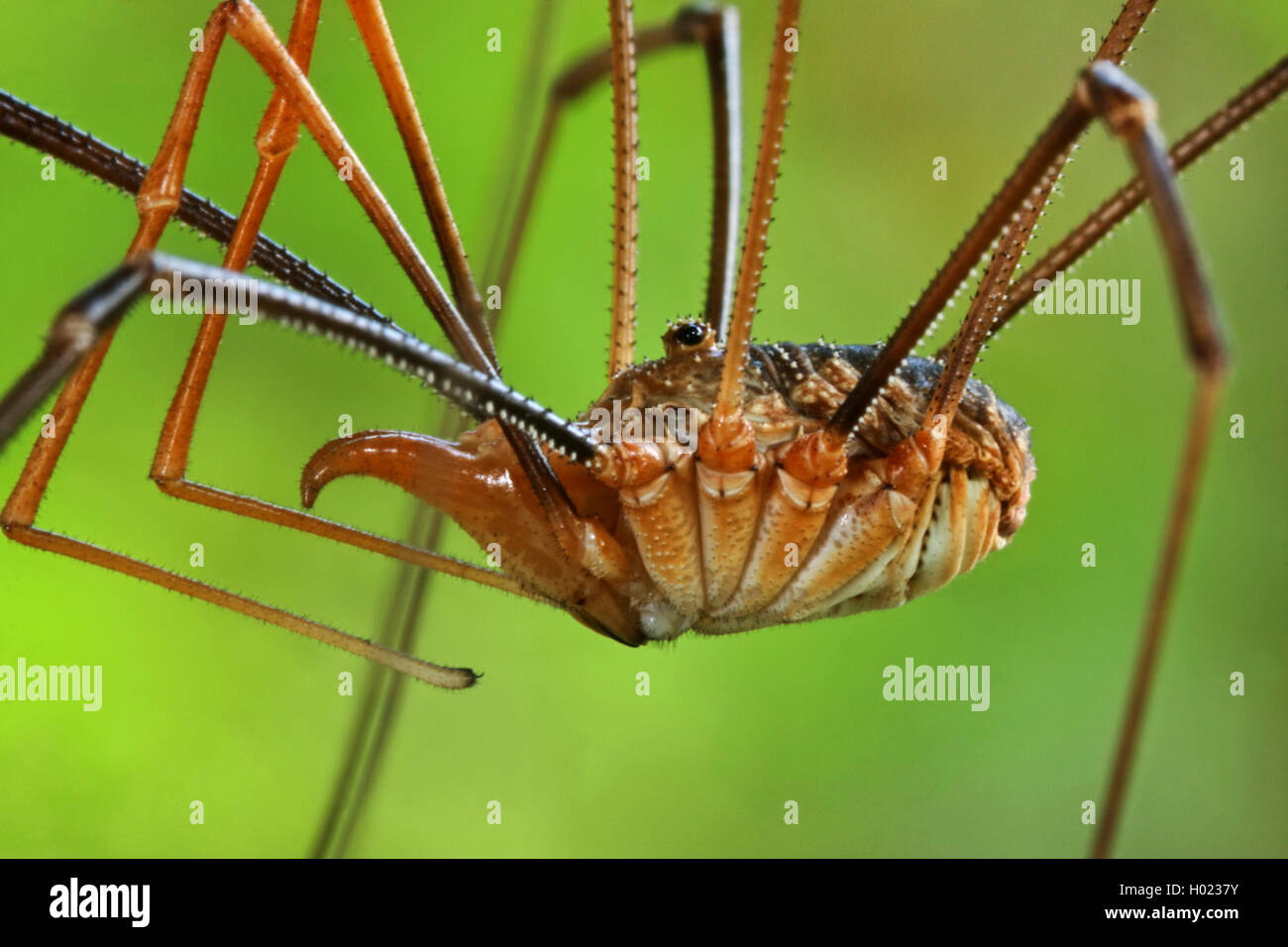 Common harvestman, Daddy longleg (Phalangium opilio), detail, Germany ...
