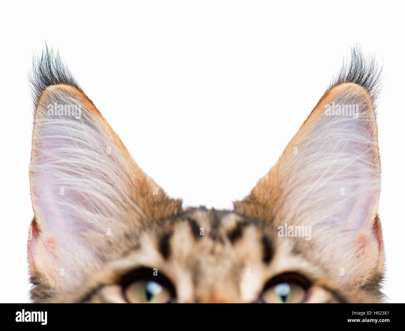 Cat ears on white background Stock Photo - Alamy