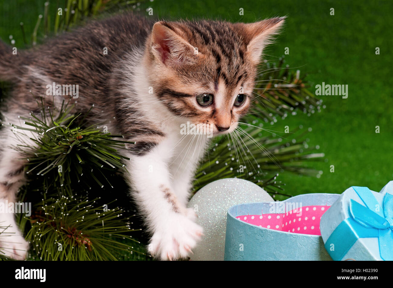 Kitten on Christmas tree Stock Photo - Alamy