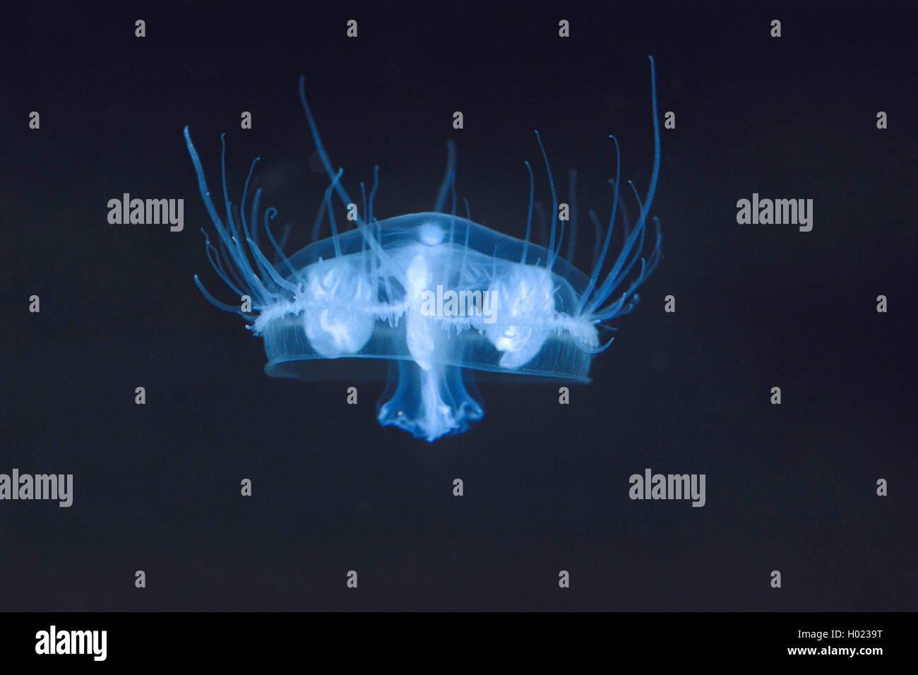 freshwater jellyfish (Craspedacusta sowerbii, Craspedacusta sowerbyi ...