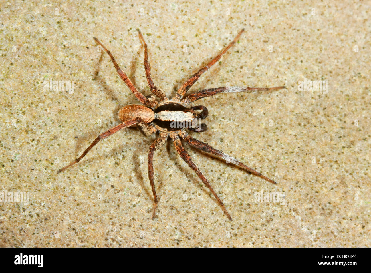 Burnt wolf spider hi-res stock photography and images - Alamy