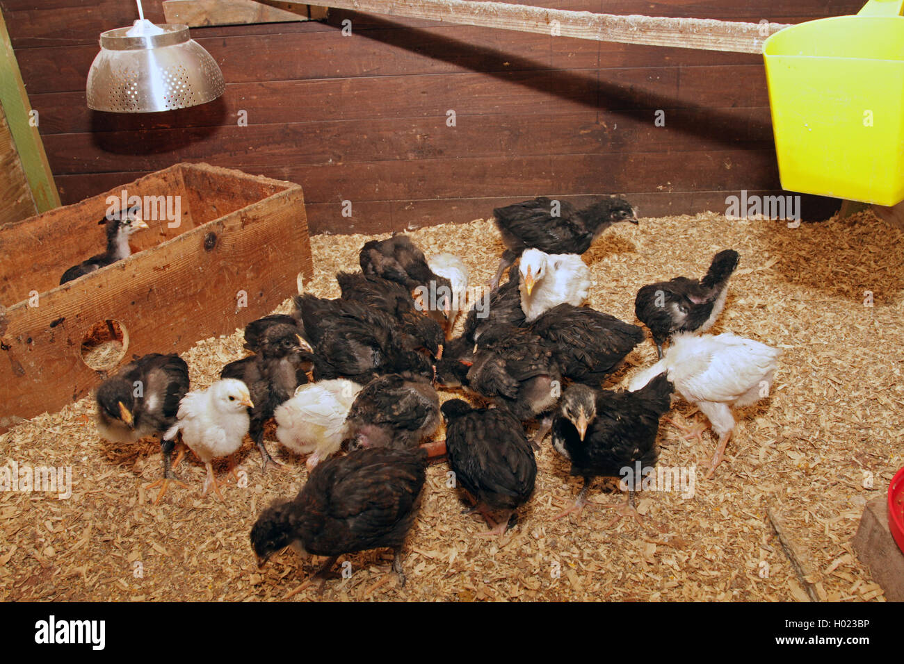 Hen house hi-res stock photography and images - Alamy