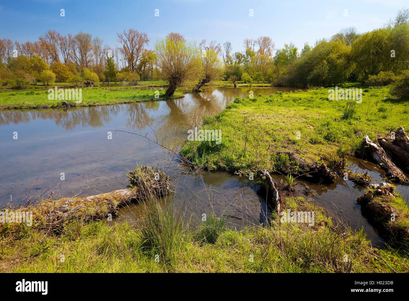 floodplain landscape of the Erft with pollarded willow in spring ...