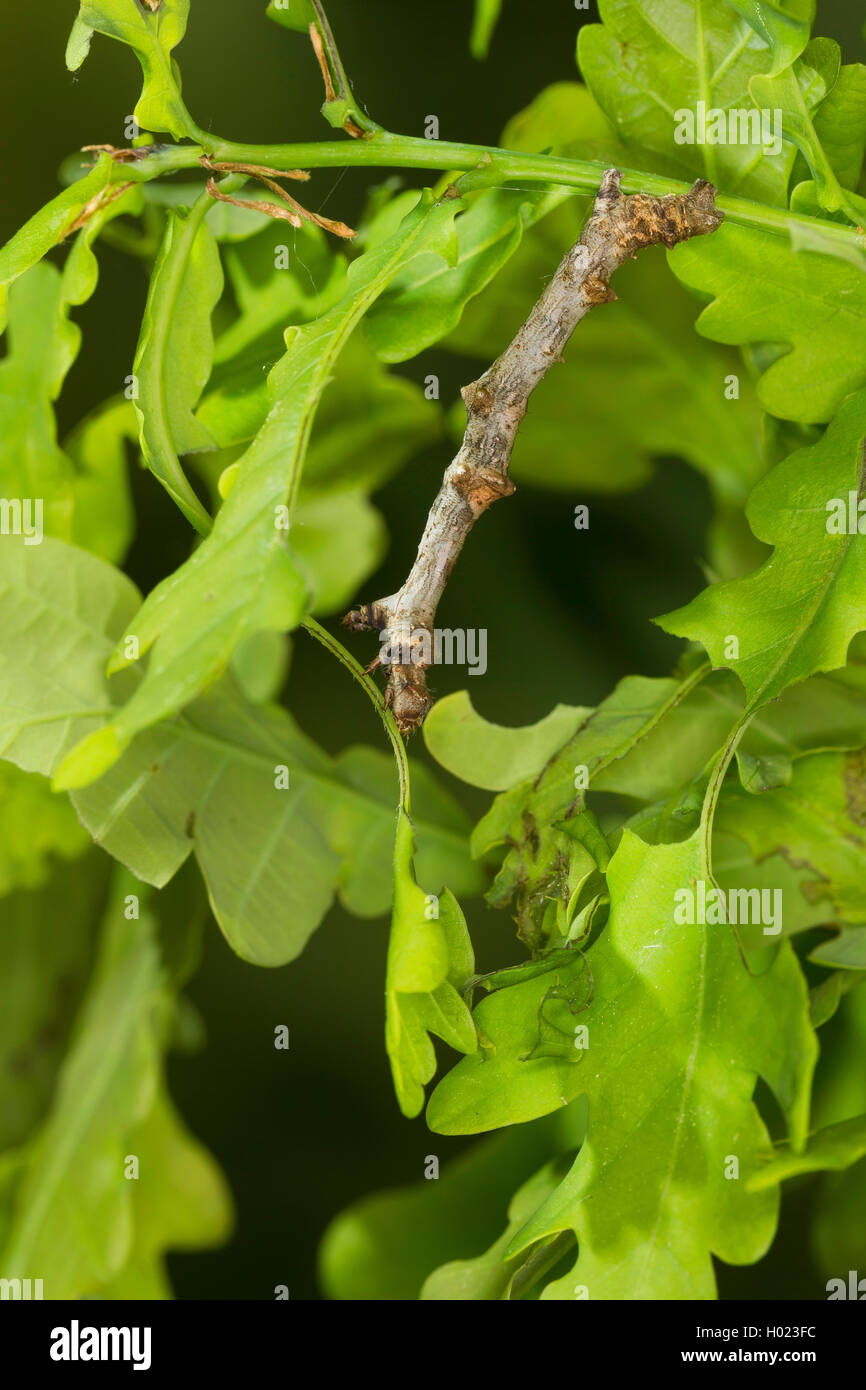 Geometer moth (Ennomos erosaria), caterpillar on an oak branch, Germany ...