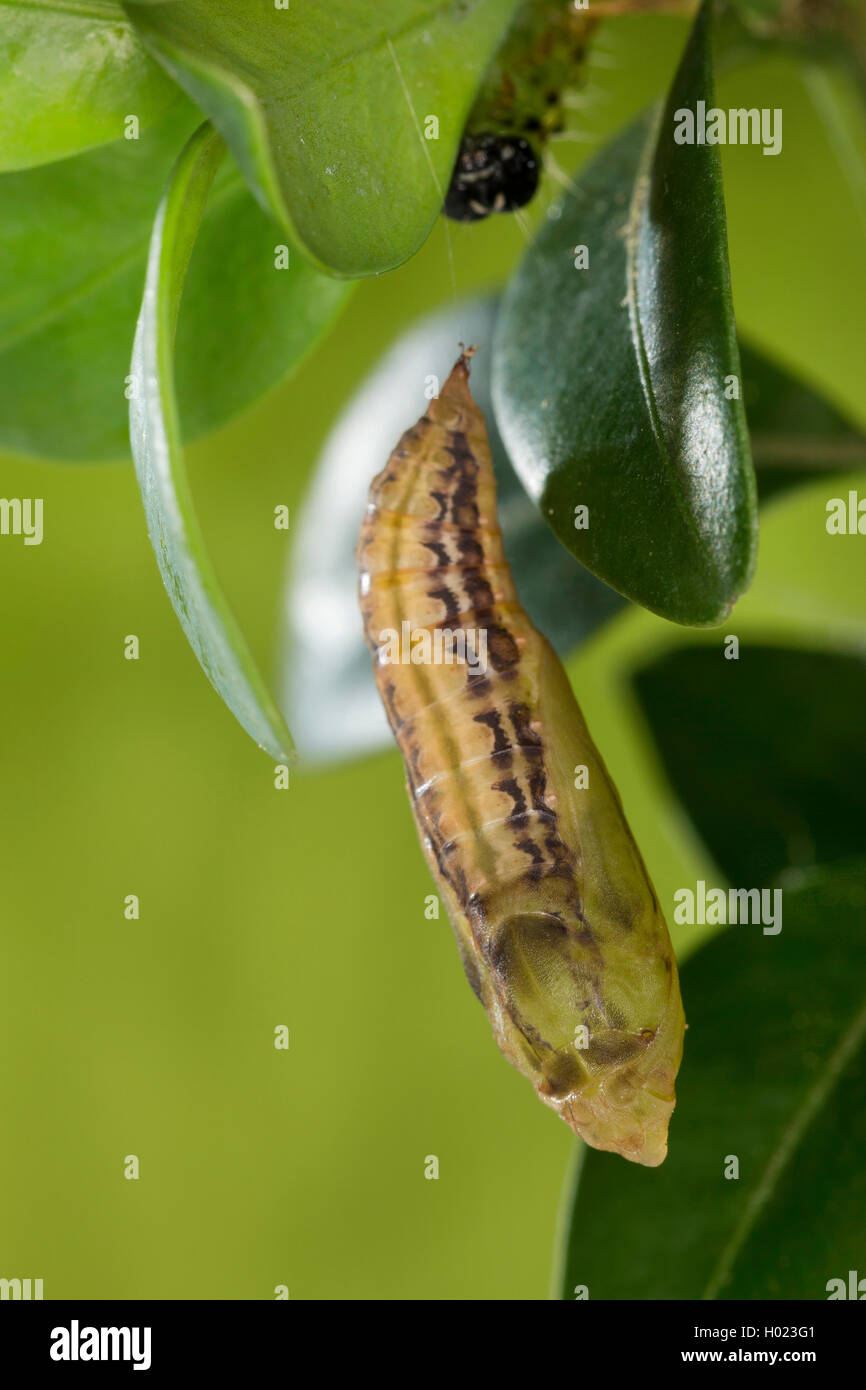 Box Tree Moth (Glyphodes perspectalis, Cydalima perspectalis), pupa on ...