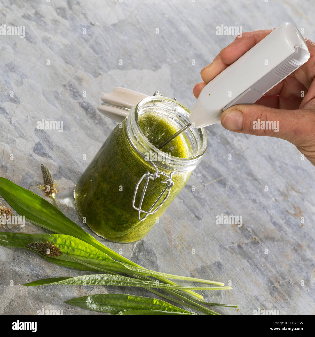 buckhorn plantain, English plantain, ribwort plantain, rib grass ...