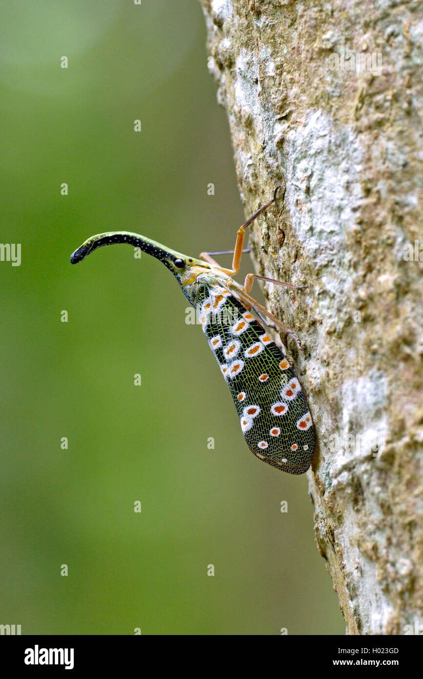 Fulgorid insects hi-res stock photography and images - Alamy