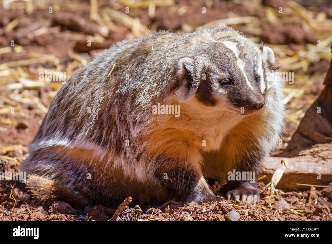 North American badger (Taxidea taxus), sits on the ground, USA Stock ...