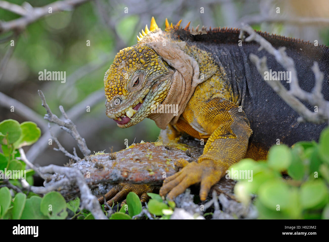Galapagos land iguana (Conolophus subcristatus), feeding on the fruits ...