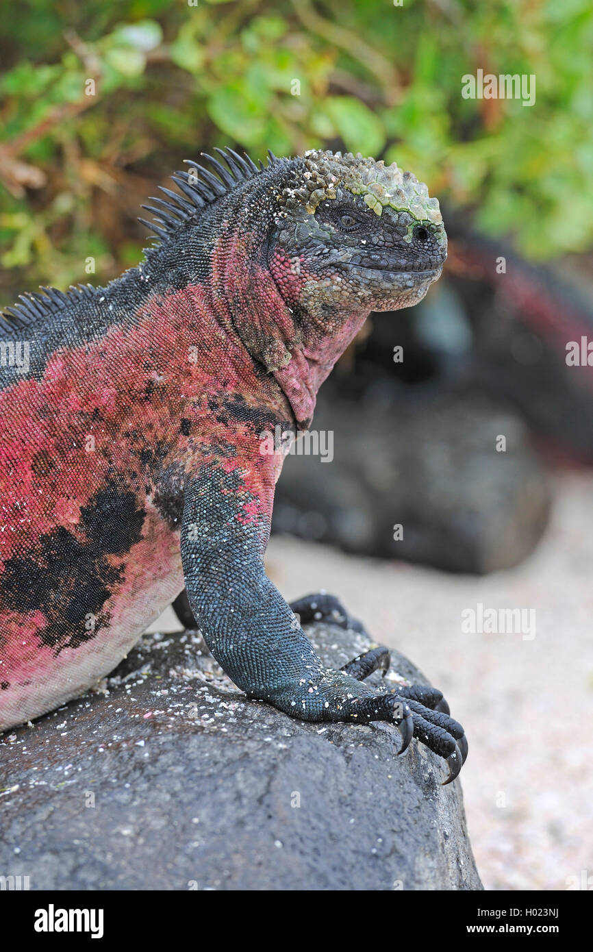 Espanola marine iguana (Amblyrhynchus cristatus venustissimus ...