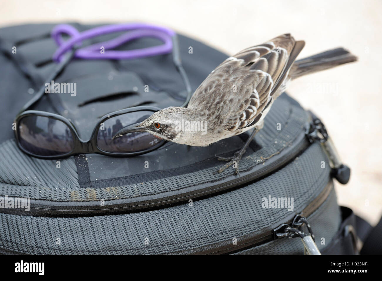 Hood mockingbird, Espanola mockingbird (Nesomimus parvulus macdonaldi ...
