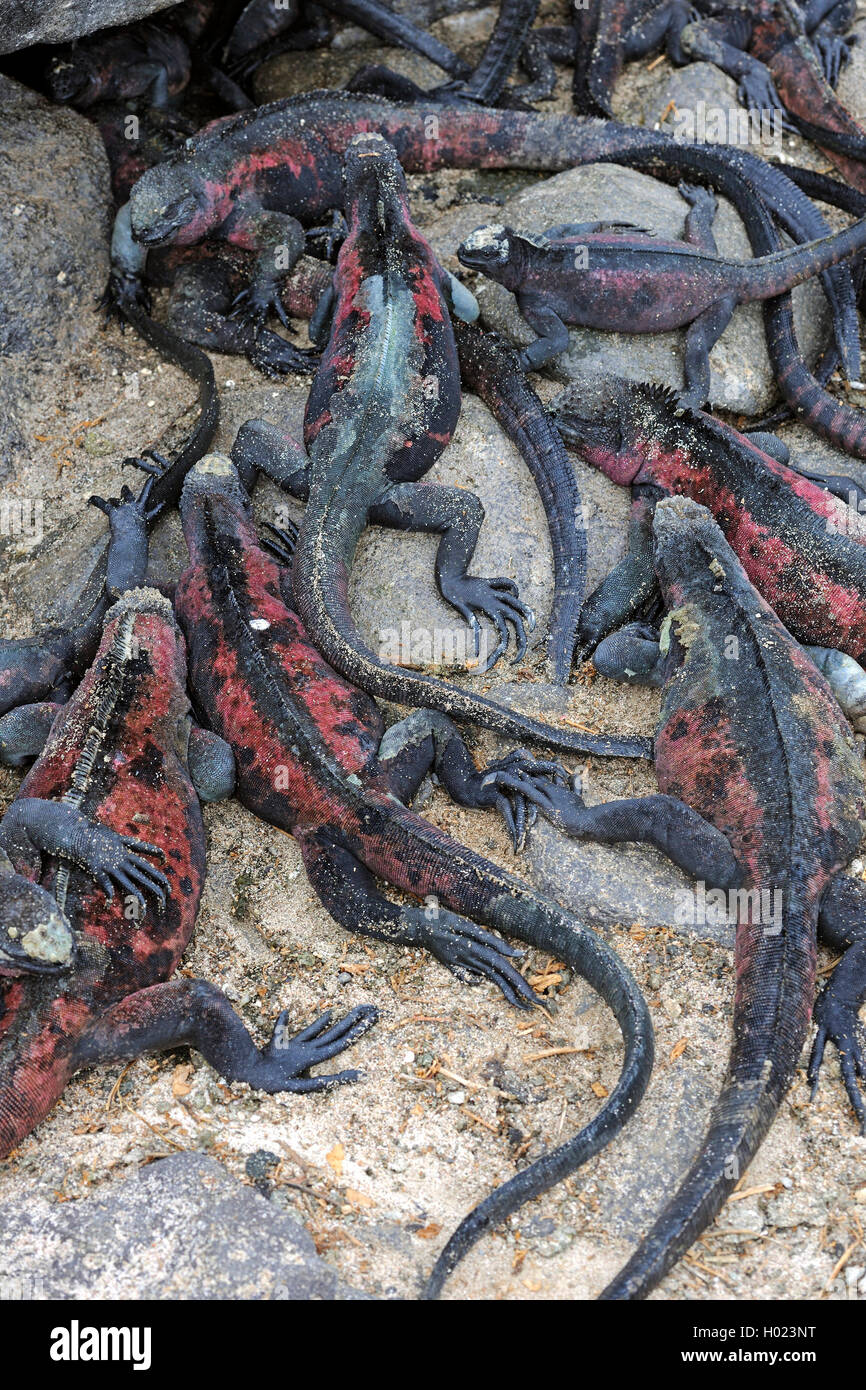 Amblyrhynchus cristatus venustissimus hi-res stock photography and ...