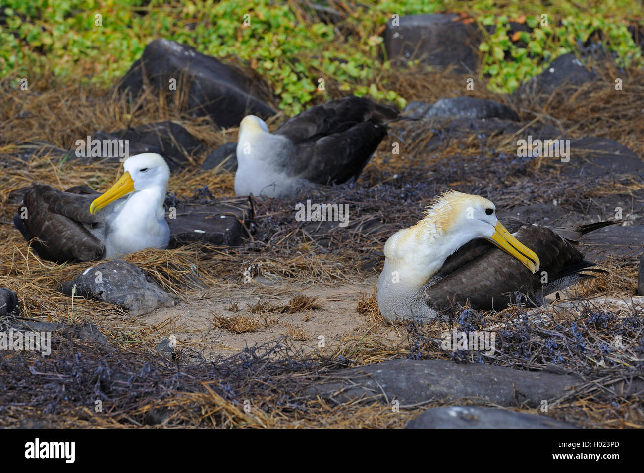 Waved albatross, Galapagos albatross (Diomedea irrorata, Phoebastria ...