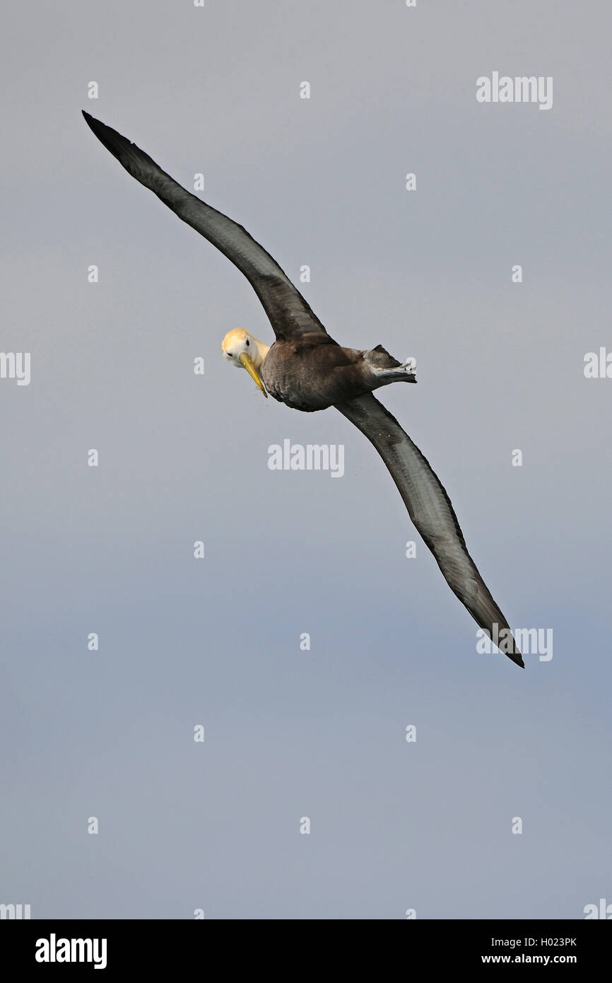 Waved albatross, Galapagos albatross (Diomedea irrorata, Phoebastria ...