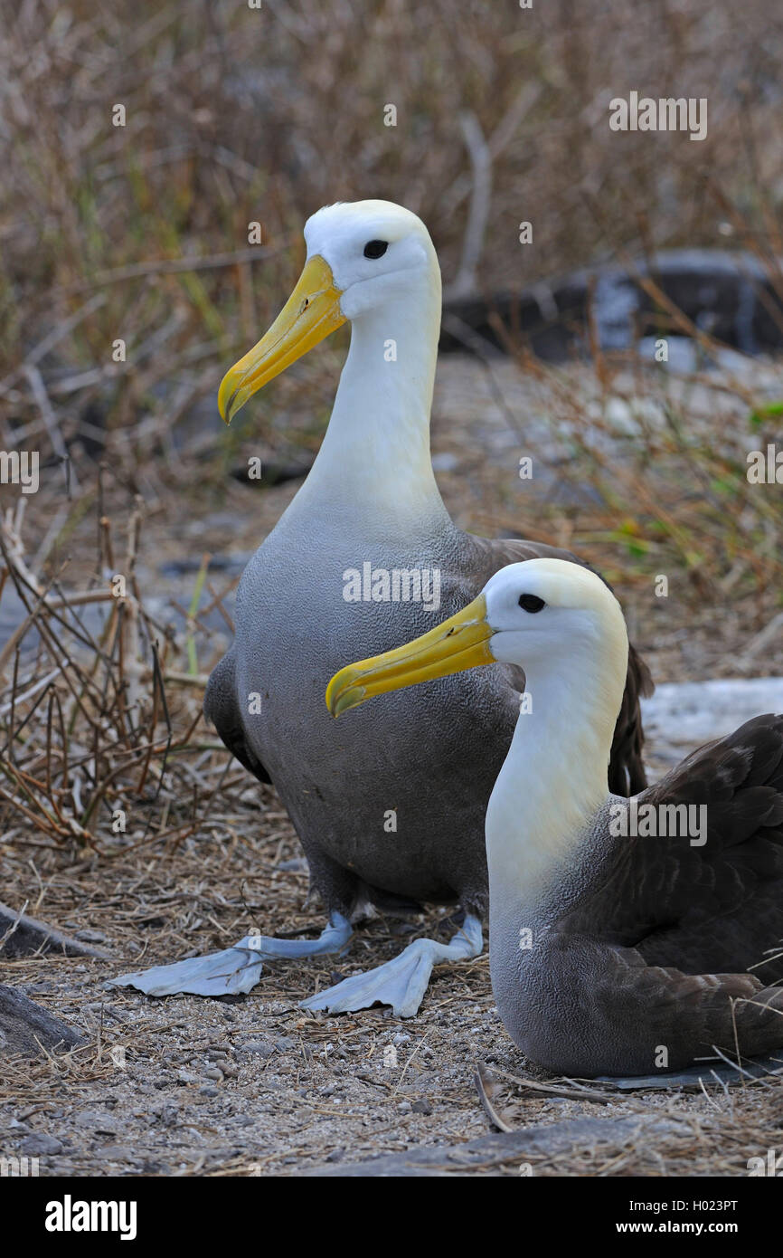 Albatross babies hi-res stock photography and images - Alamy