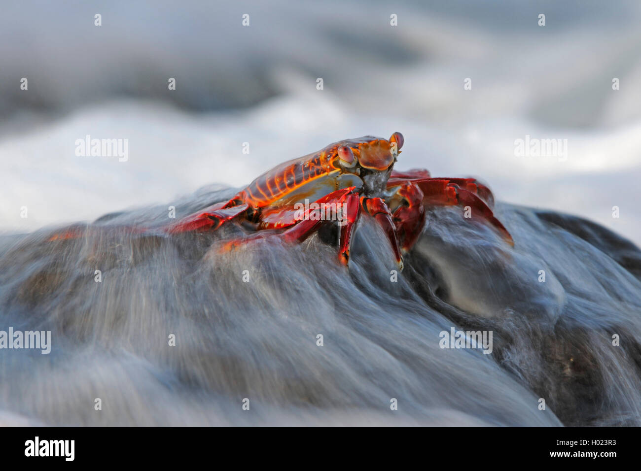 Red stone crab hi-res stock photography and images - Alamy