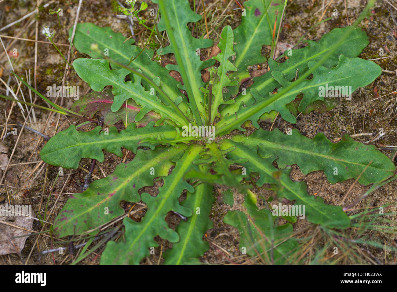 Cat's ear, Spotted cat's ear, Gosmore, Hairy cat's ear, Spotted cat's ...