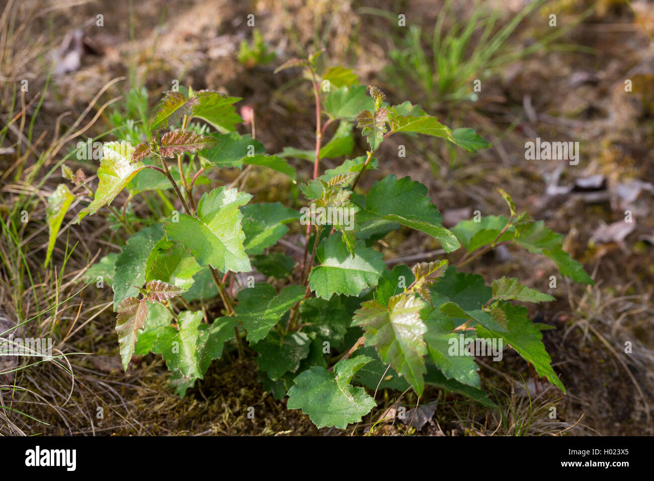 common birch, silver birch, European white birch, white birch (Betula ...