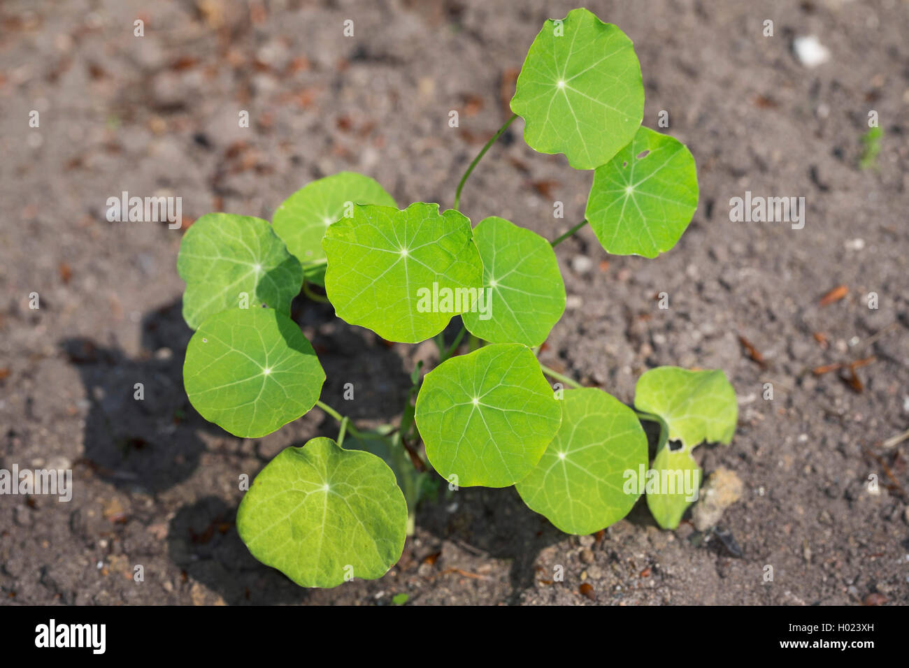 Indian cress, common nasturtium, garden nasturtium (Tropaeolum majus ...
