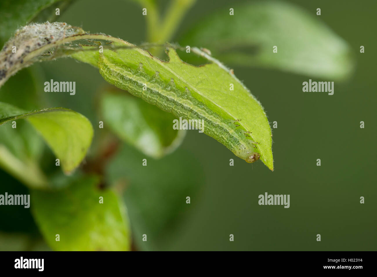 Drab colors hi-res stock photography and images - Alamy