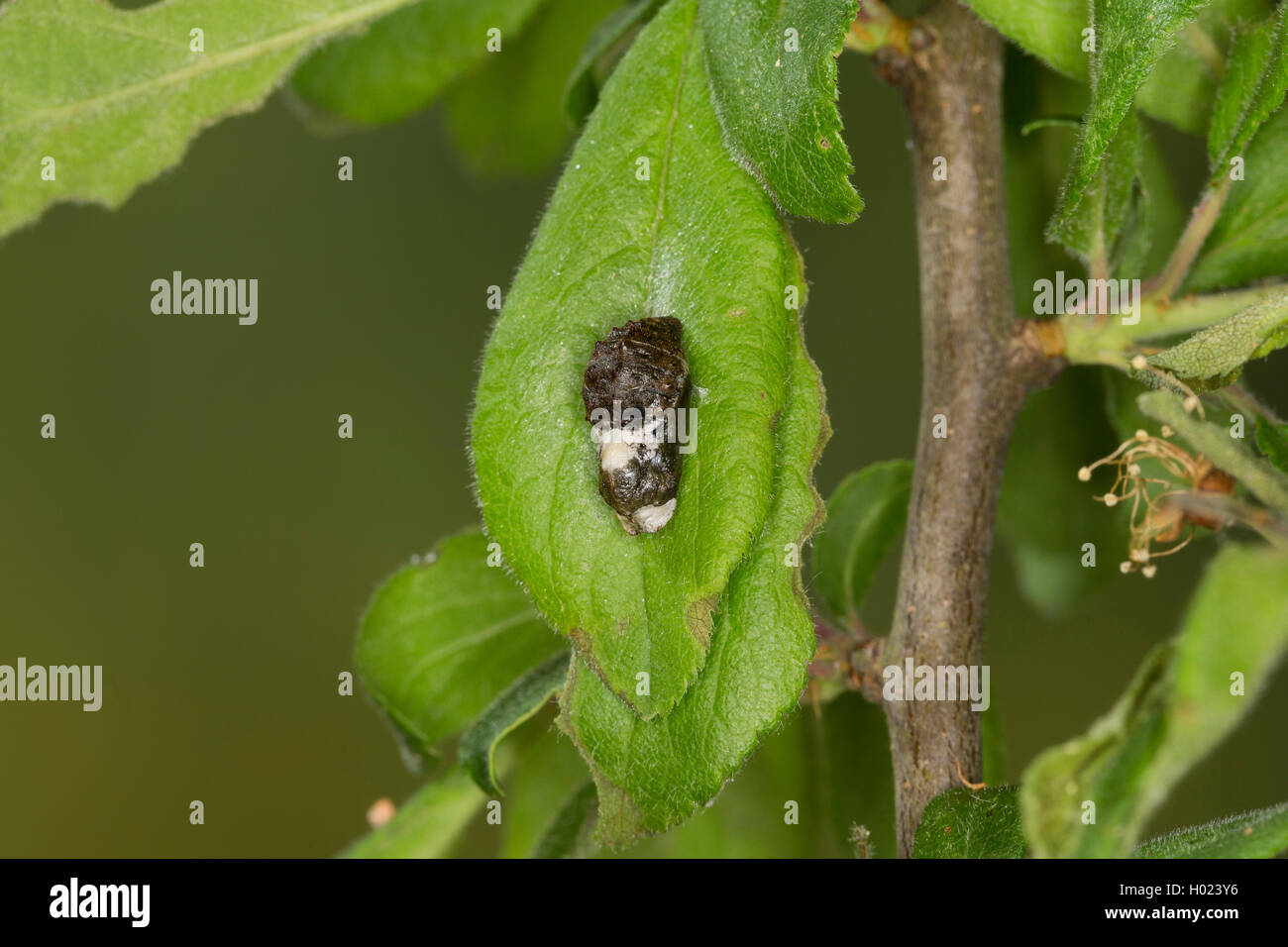 Satyrium pruni hi-res stock photography and images - Alamy