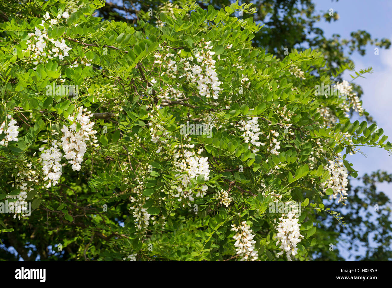 black locust, common locust, robinia (Robinia pseudo-acacia, Robinia ...