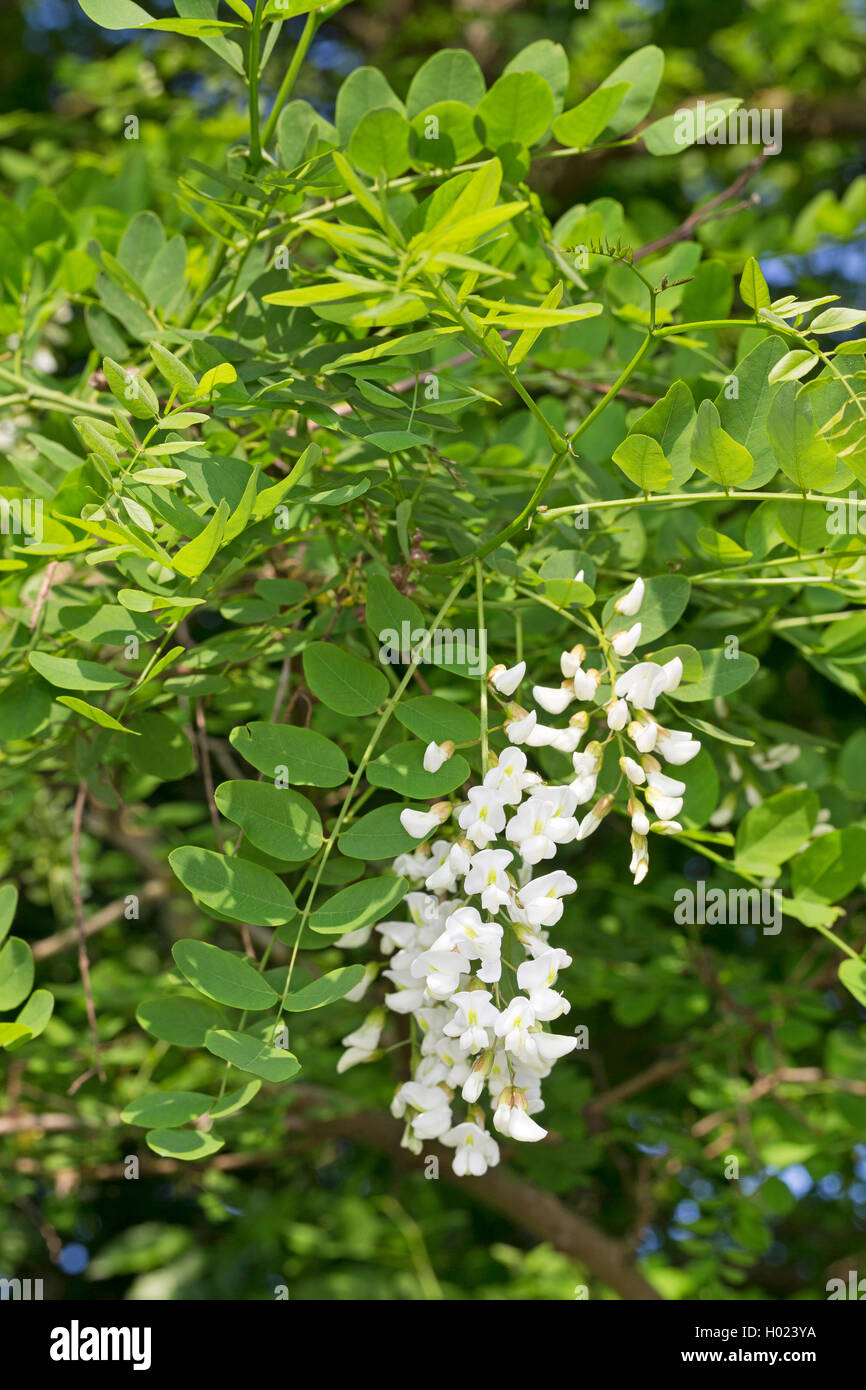 black locust, common locust, robinia (Robinia pseudo-acacia, Robinia ...